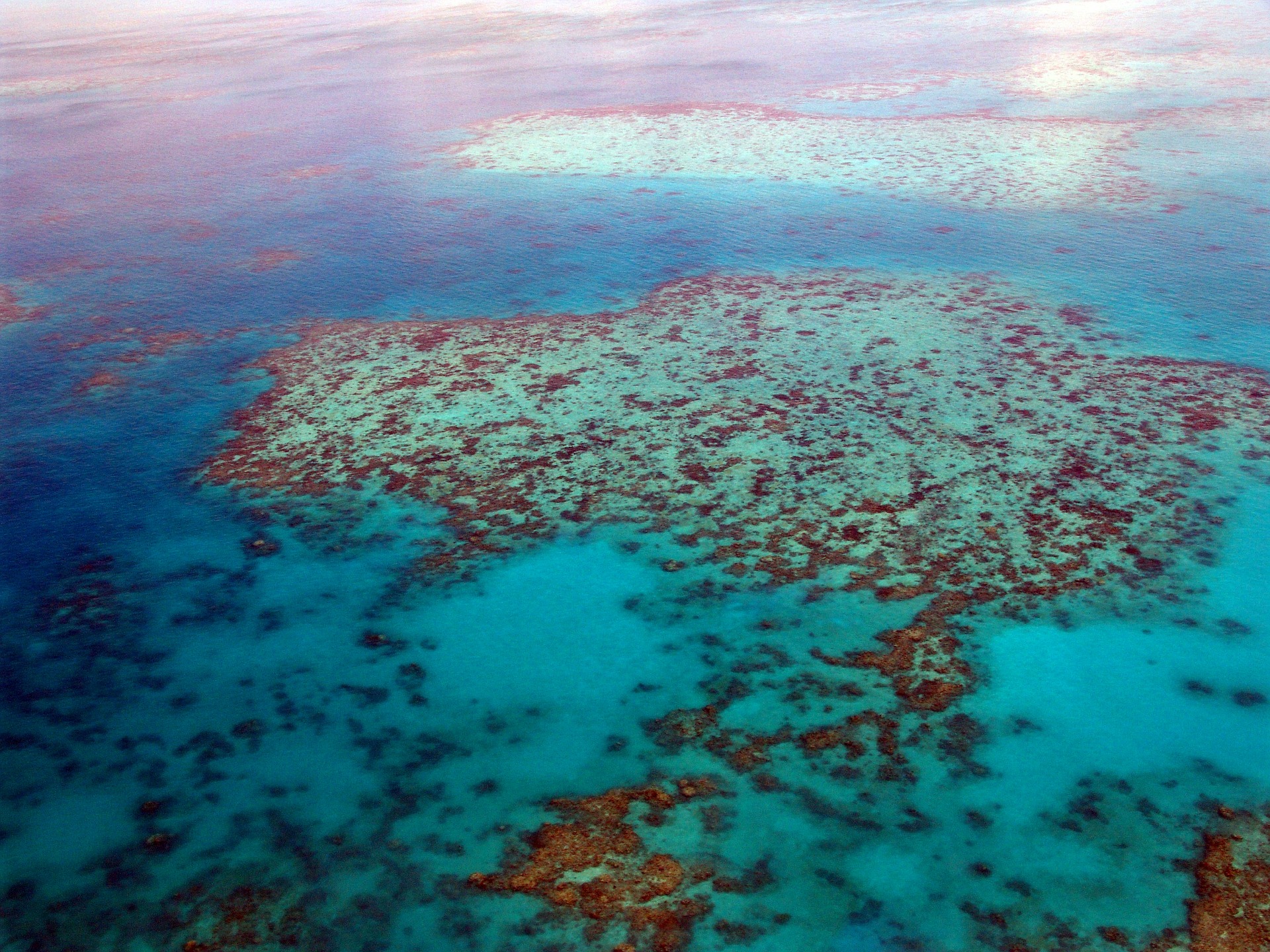 Global Experts Join Forces To Save Our Marine Ecosystems Pedro Fidelman